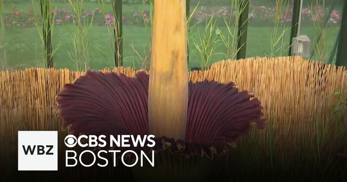 Why people are flocking to see a rare and foul-smelling "corpse flower ...