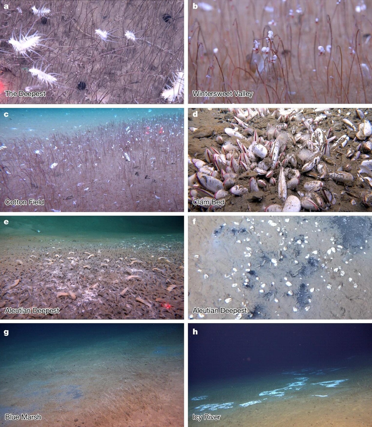 Underwater voyage finds sea creatures thriving in the deepest parts of ...