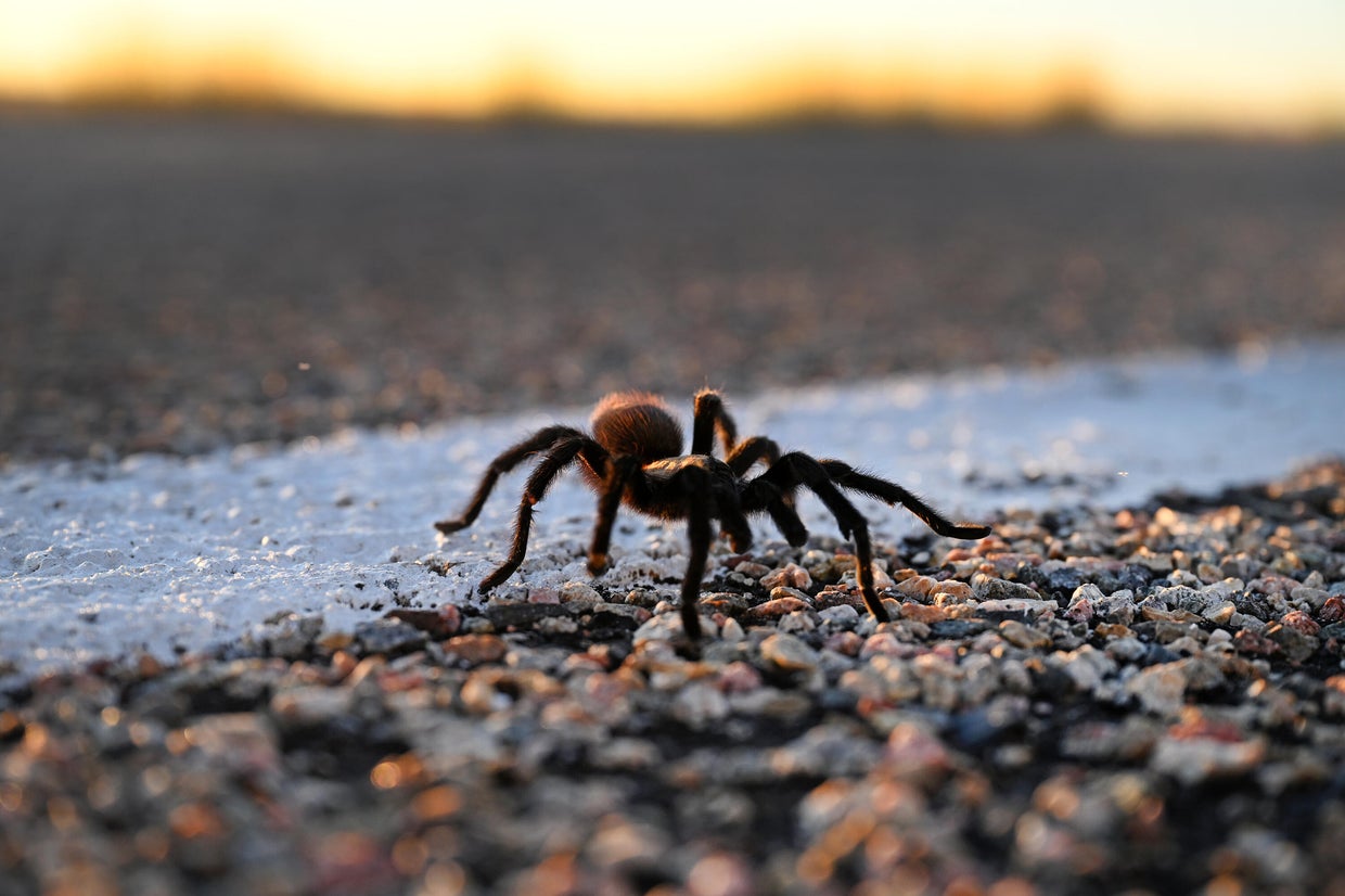 Tarantula mating season starts soon. Here are the states where the ...