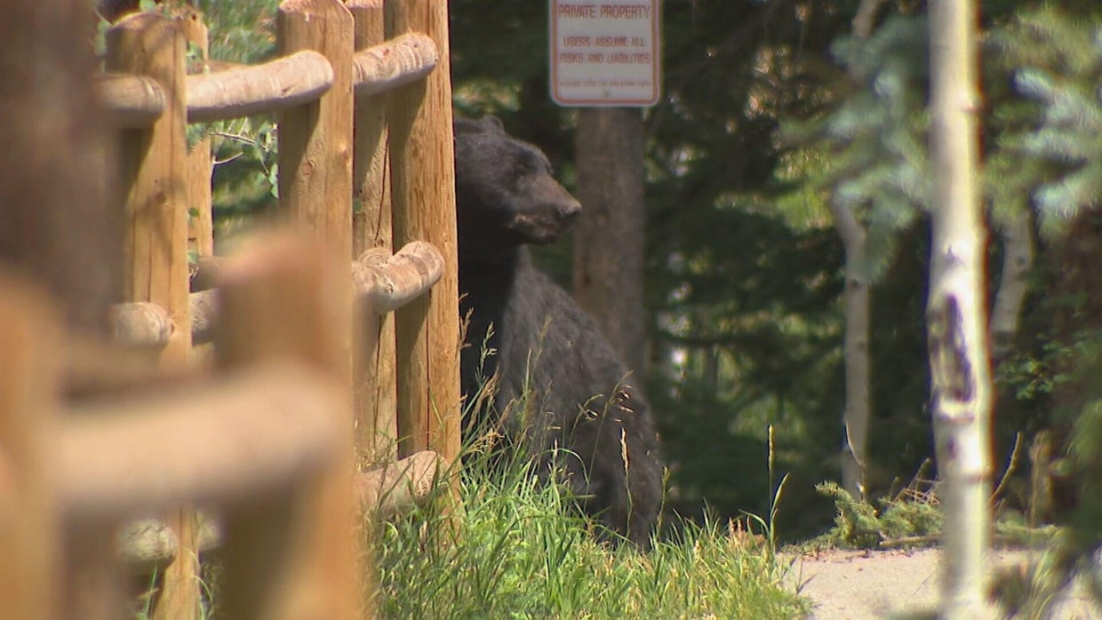 Colorado town closes popular trail for bear stuck in tree, advocates ...