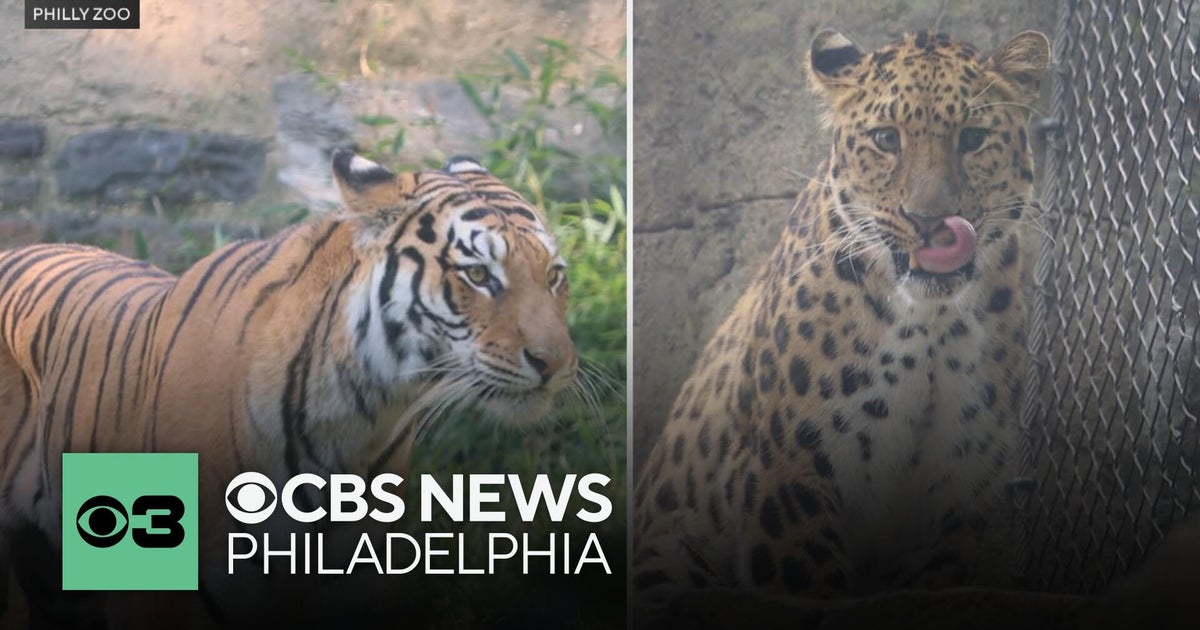 Meet Rory and Rafferty, Philadelphia Zoo’s new big cats - CBS Philadelphia