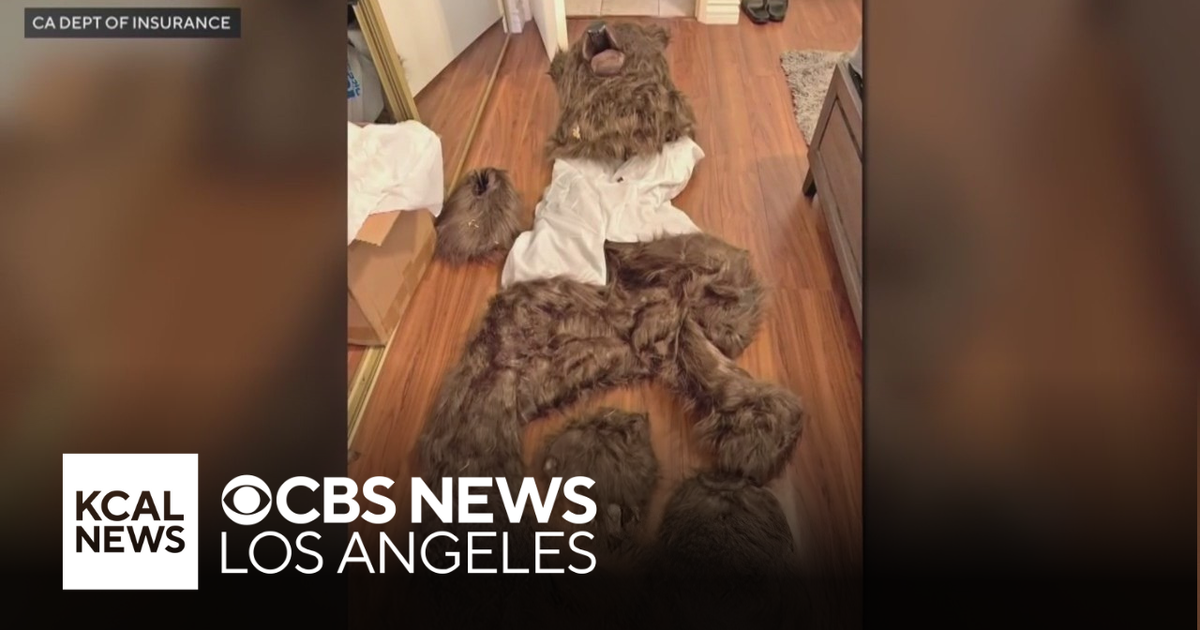 Suspects accused of dressing up as a bear for insurance fraud case in ...