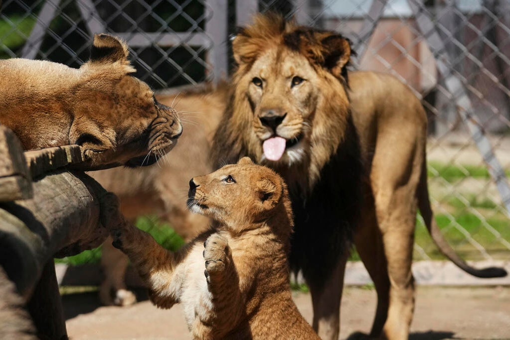 Rare Barbary lion cubs born at Czech zoo are part of a plan to return ...