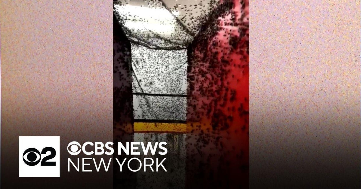 Fly paintings draw huge buzz at New York City art exhibit - CBS New York