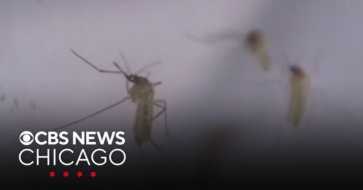 Mosquitoes, ticks remain a danger in Chicago this summer - CBS Chicago