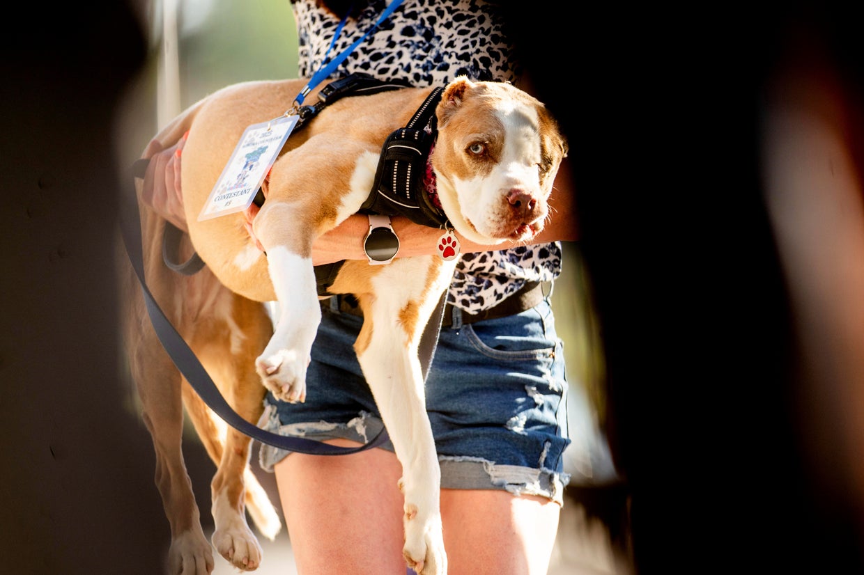 Petunia nabs the title in the "World's Ugliest Dog Contest." See photos ...