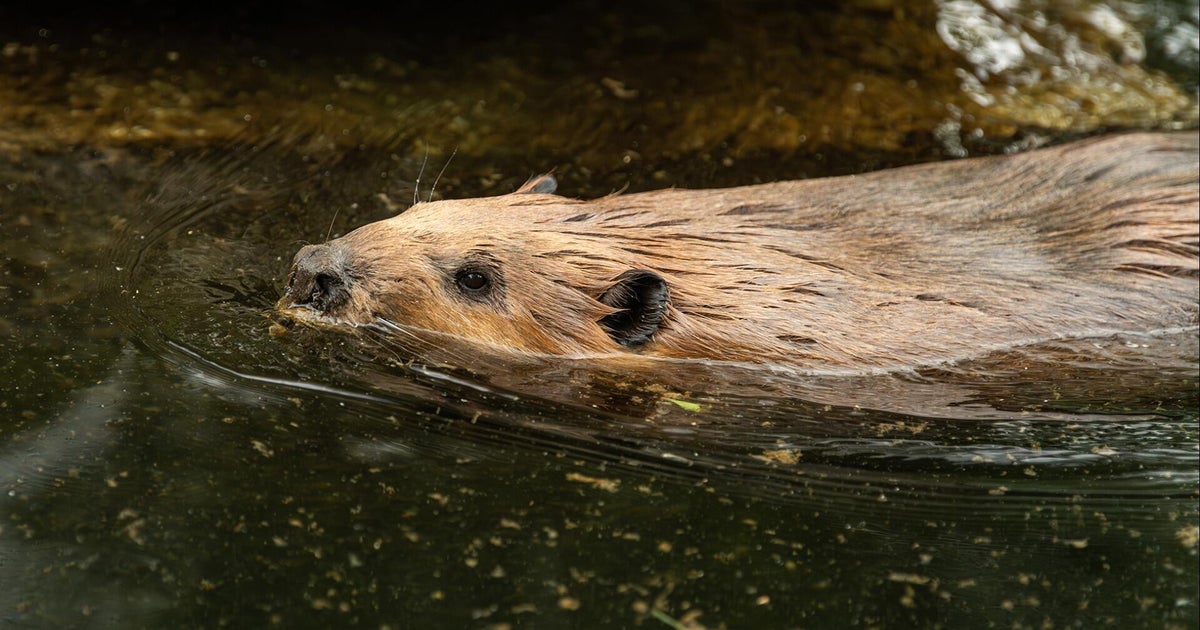 Reintroducing beavers in certain habitats could improve ecosystems and ...