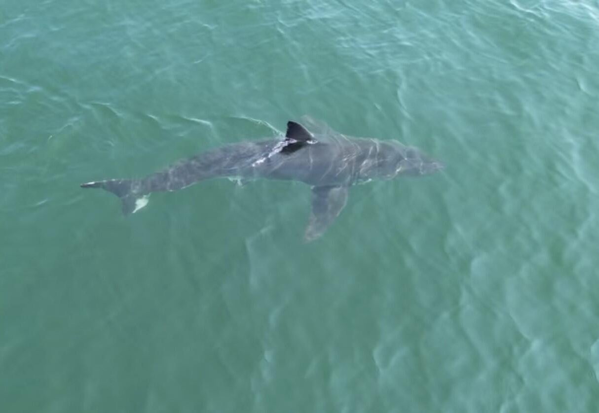 Drone video shows great white shark lurking near popular beaches in ...