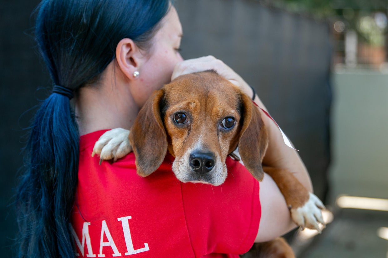 10 beagles named after bagels to be available for adoption in Boston ...