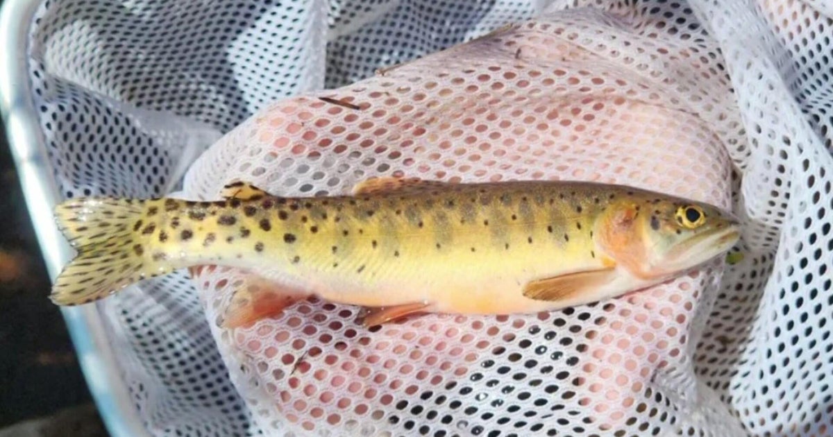 Unique trout species rescued from path of Stoner Mesa Fire - CBS Colorado