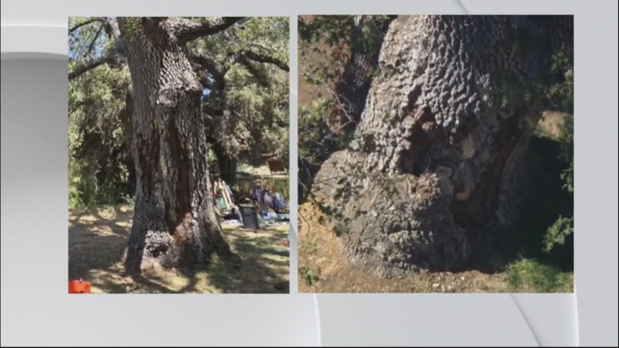 LA County family files legal claim after fallen tree branch killed ...
