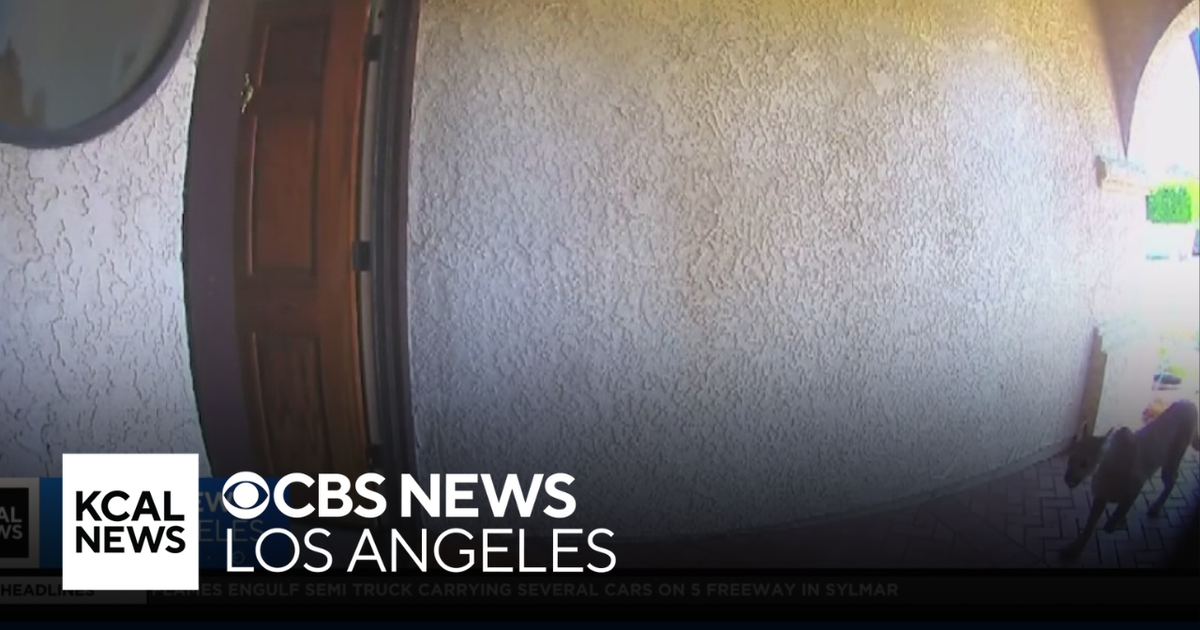 La Verne family shocked when mountain lion wanders through front door ...