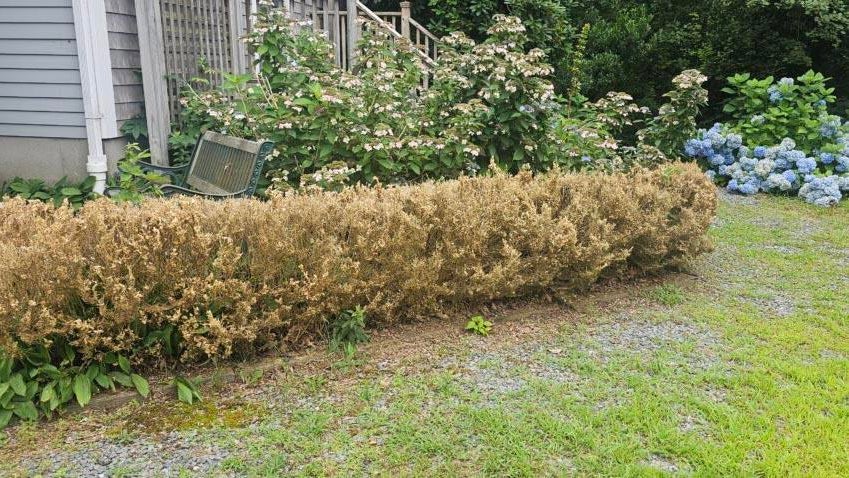 invasive-box-tree-moth-doing-serious-damage-to-common-shrubs-on-cape