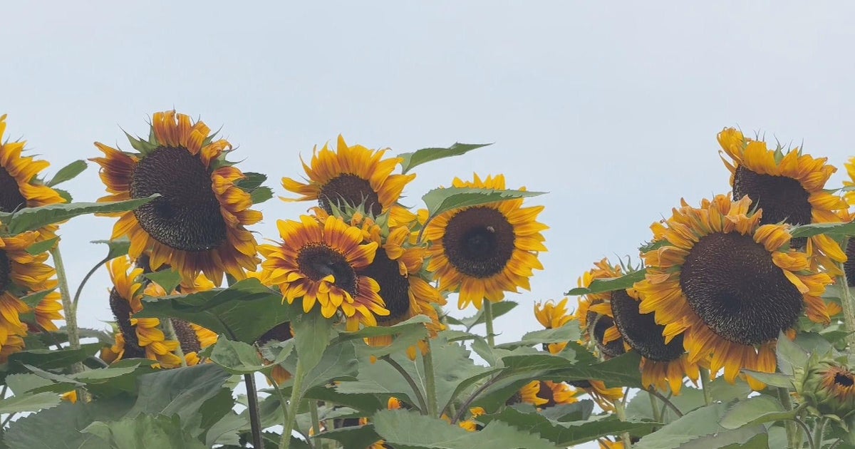 Pick your own sunflowers in the stunning fields of this Massachusetts ...
