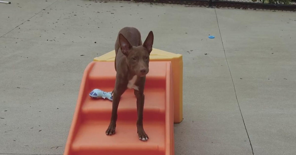 Furry Fridays: Meet Jiminy Cricket and Truffle - CBS Detroit