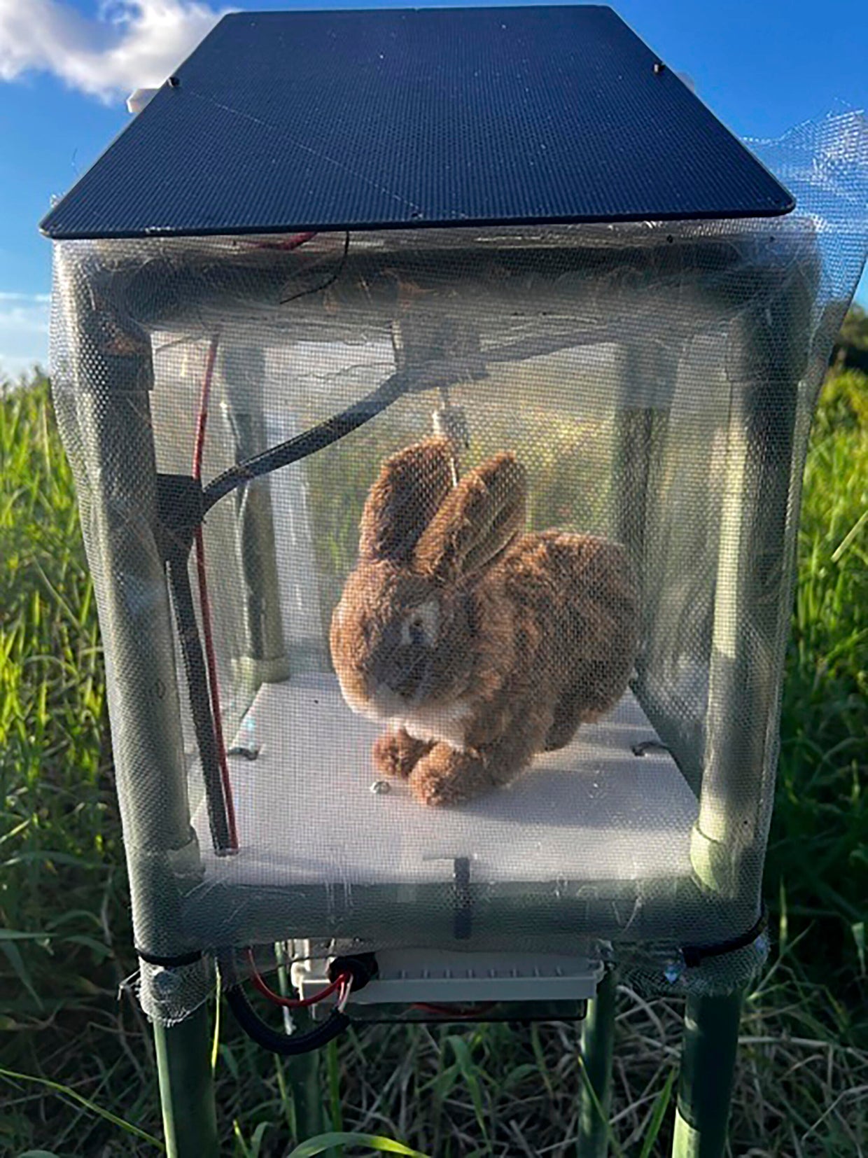 Florida deploys robot rabbits to control invasive Burmese python ...