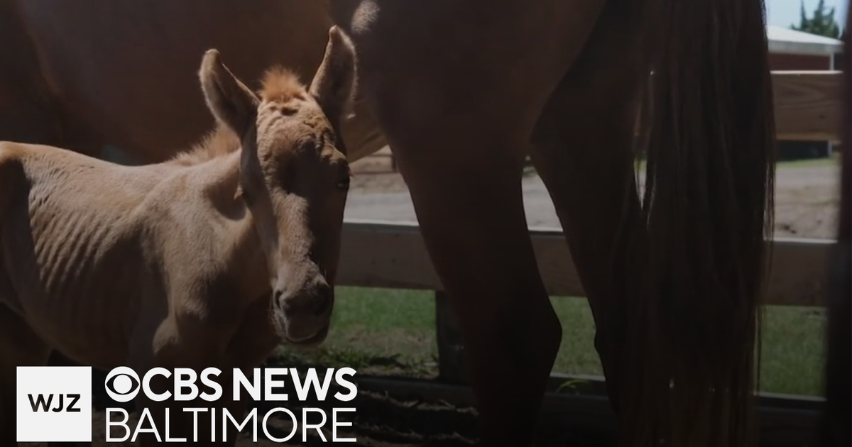 Mystery young wild pony found on Chincoteague given adopted mom - CBS ...