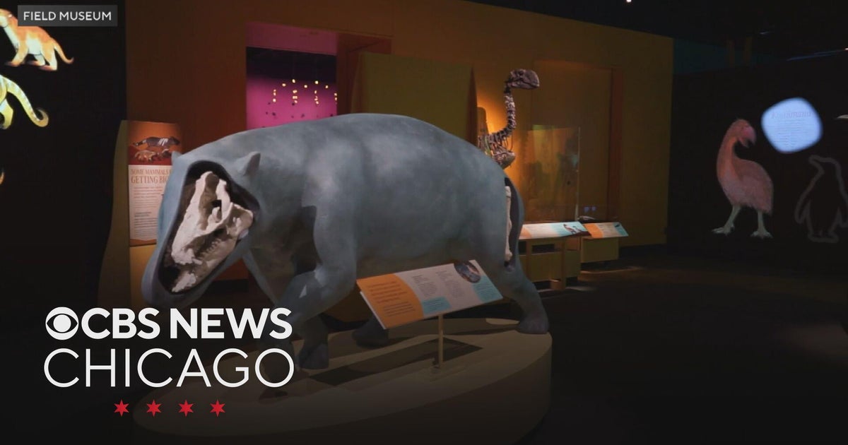 New Chicago Field Museum exhibit explores life after dinosaurs - CBS ...