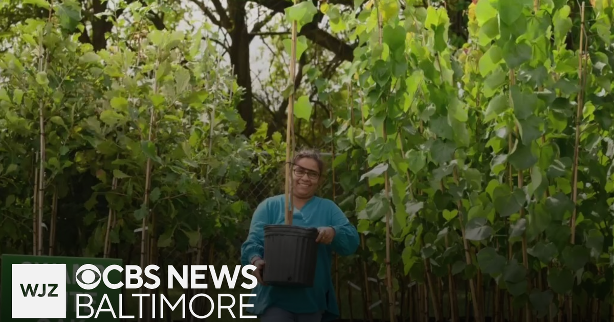 Howard County’s annual tree giveaway returns - CBS Baltimore