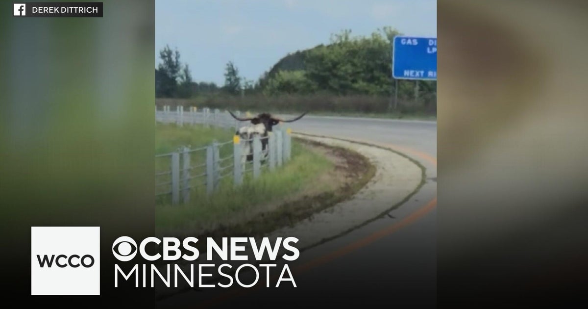 Video shows longhorn running along southern Minnesota highway - CBS ...