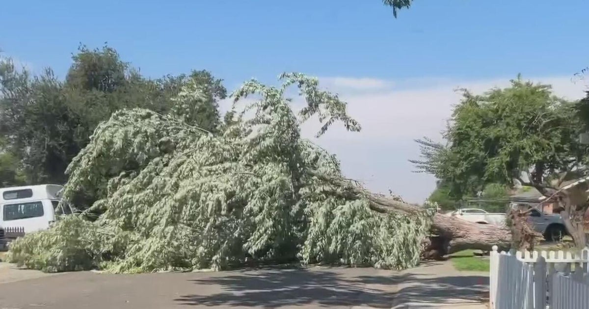 National Weather service says downburst, not tornado, uproots dozens of ...