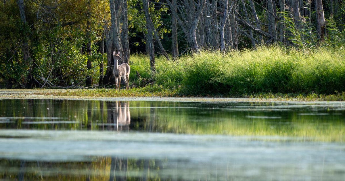 Four Michigan counties have deer affected by epizootic hemorrhagic ...