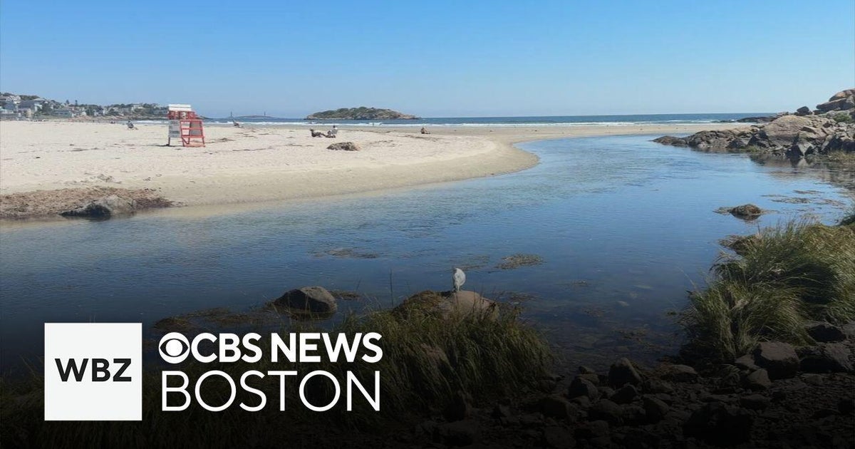 What's causing the rotten stench on East Gloucester beaches? Invasive ...