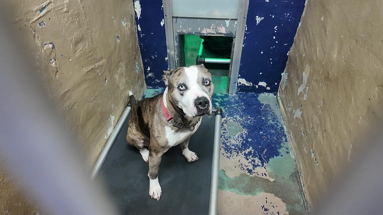 Newark, N.J. animal shelter dogs face grim deadline to find forever ...
