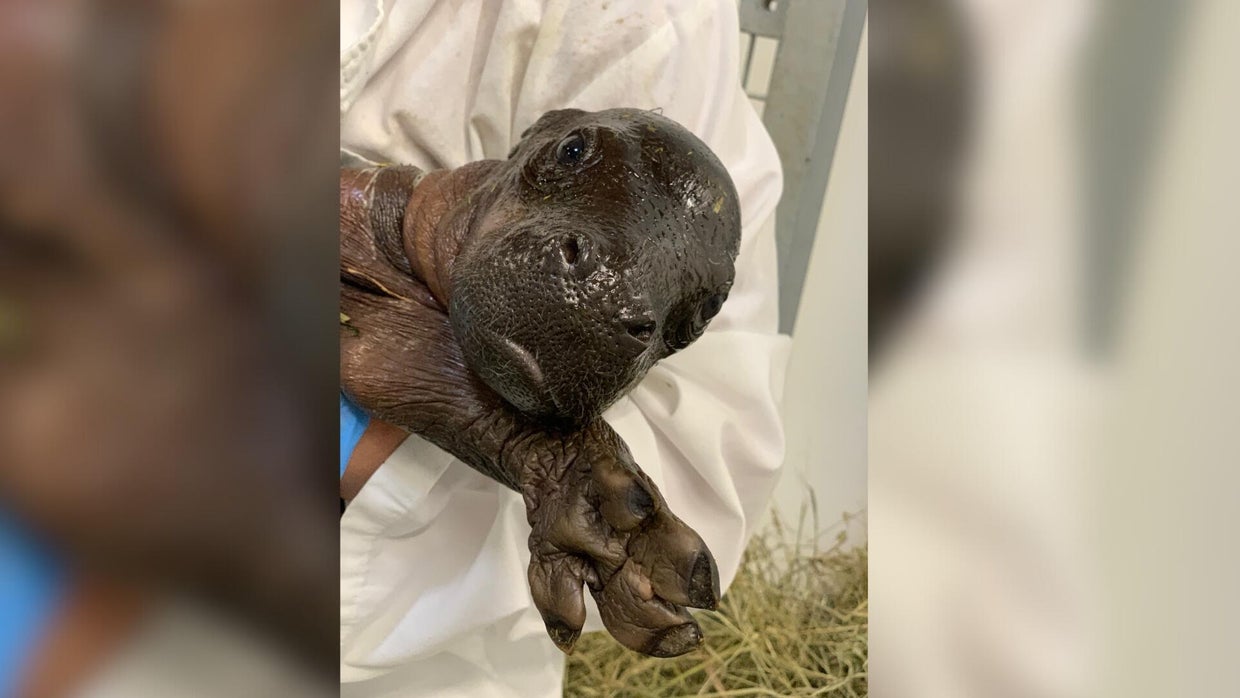 Pygmy hippo born at John Ball Zoo in Grand Rapids - CBS Detroit