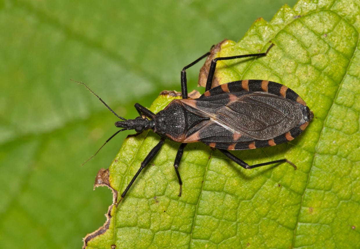 DEADLY CHAGAS DISEASE CARRIED BY “KISSING BUG” HAS SPREAD TO PARTS OF ...