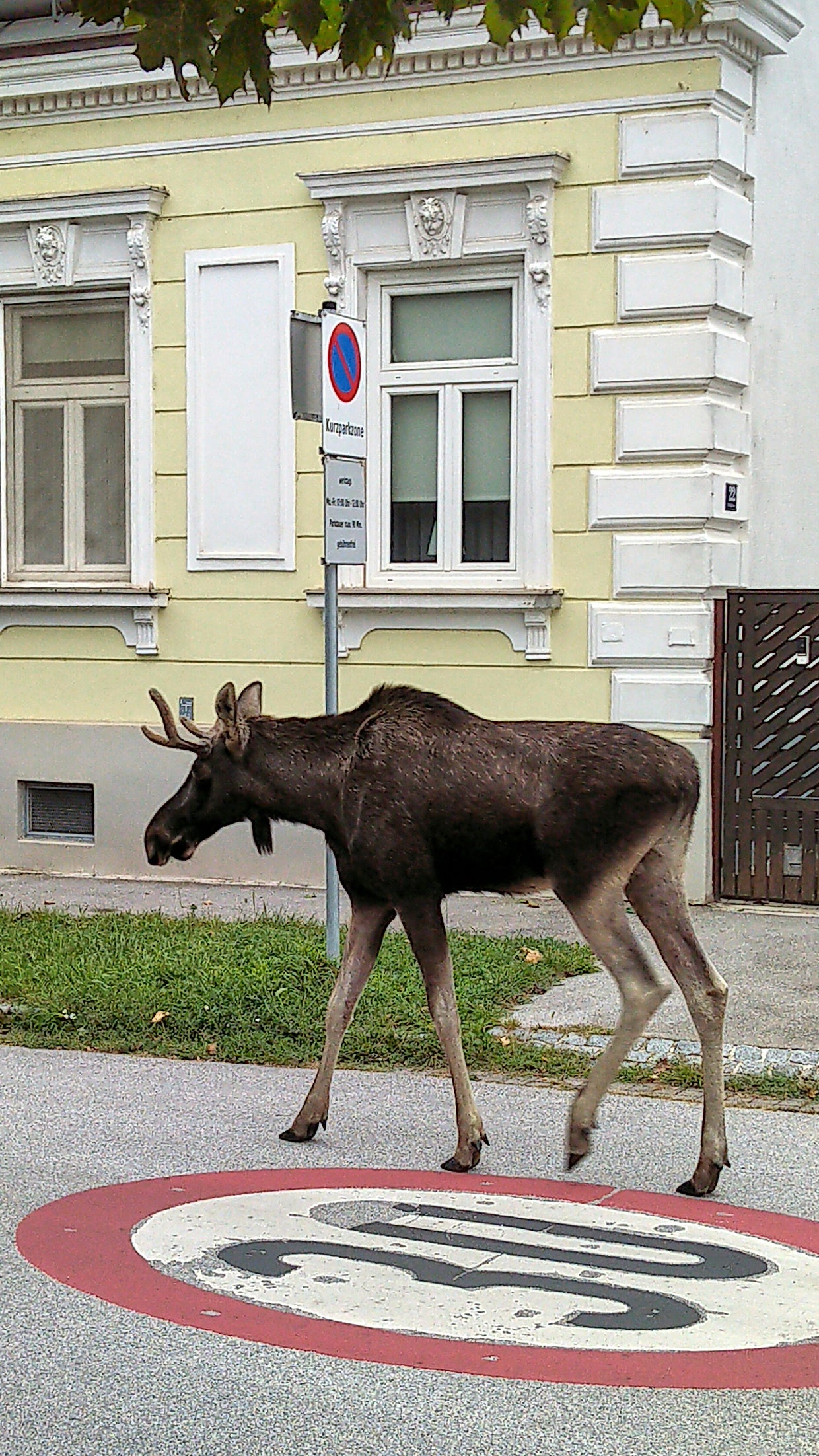 A border-crossing moose named Emil keeps wandering on the streets — and ...
