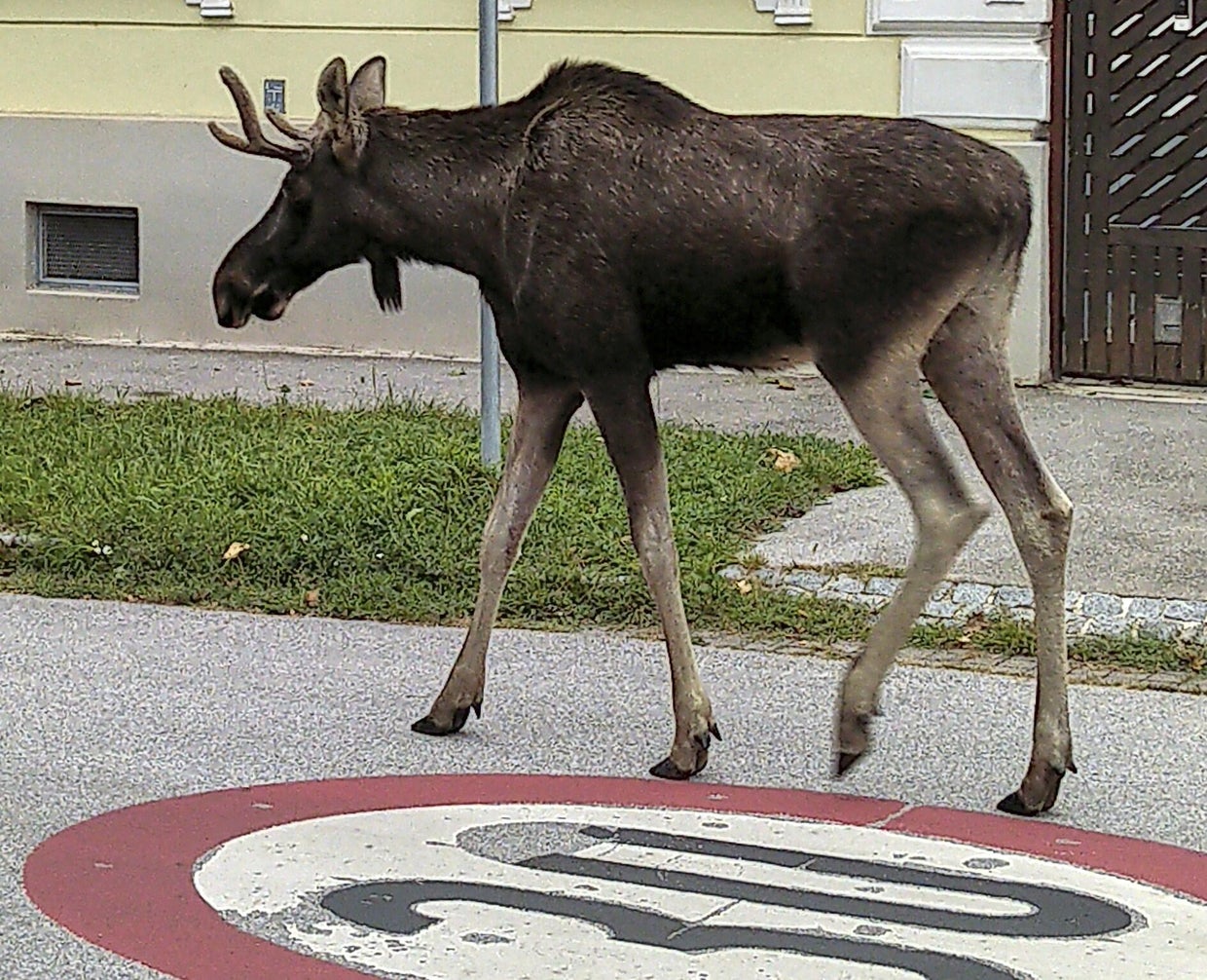 Wayward moose captured, tranquilized after roaming across central ...
