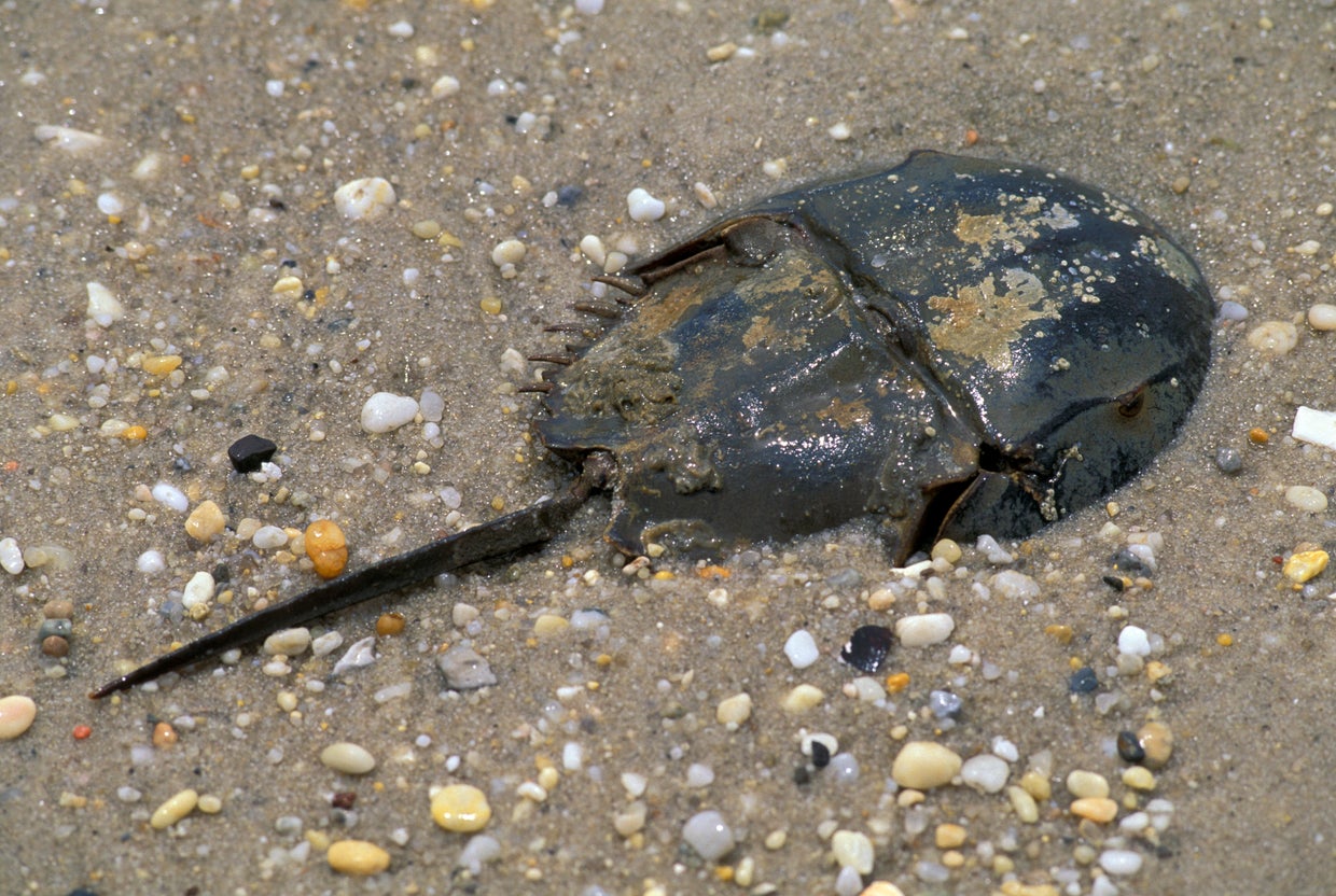 Horseshoe crabs in the Long Island Sound may be headed for extinction ...