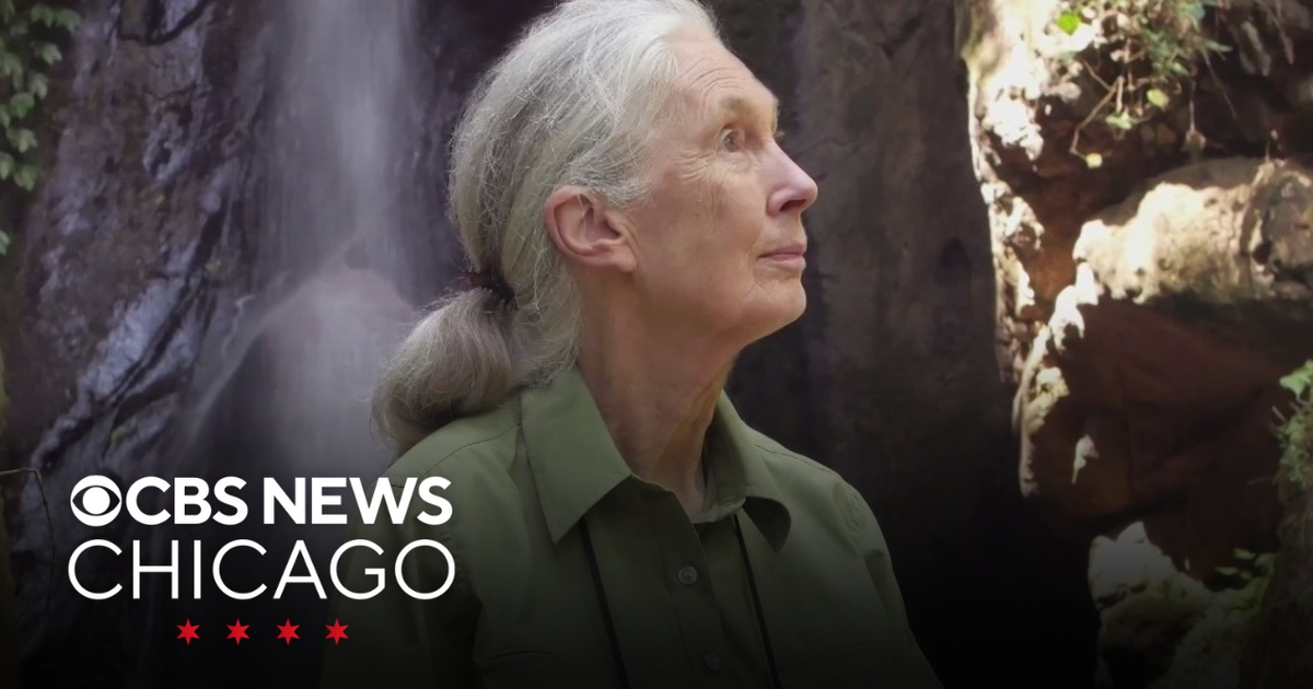 Jane Goodall to speak at Lincoln Park Zoo - CBS Chicago
