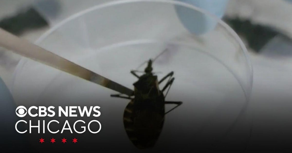 Kissing bug disease may be becoming endemic in U.S. - CBS Chicago