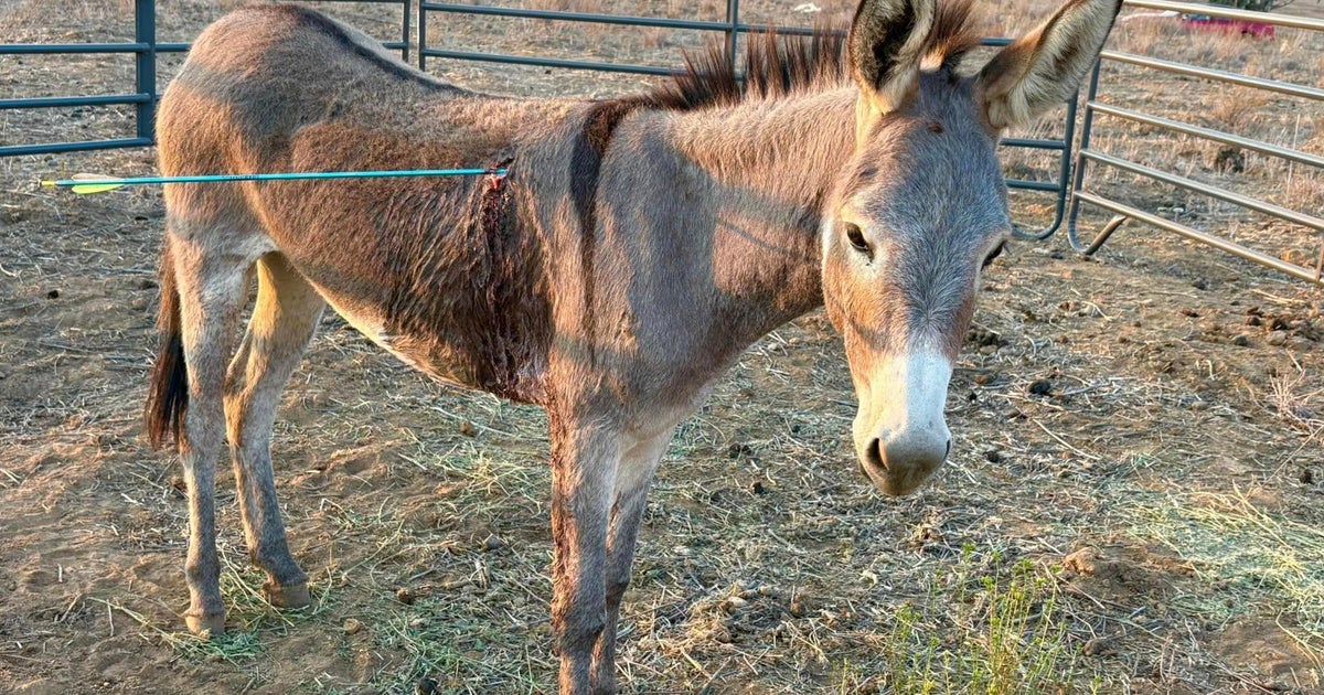 Riverside County authorities seek help finding person shooting wild ...