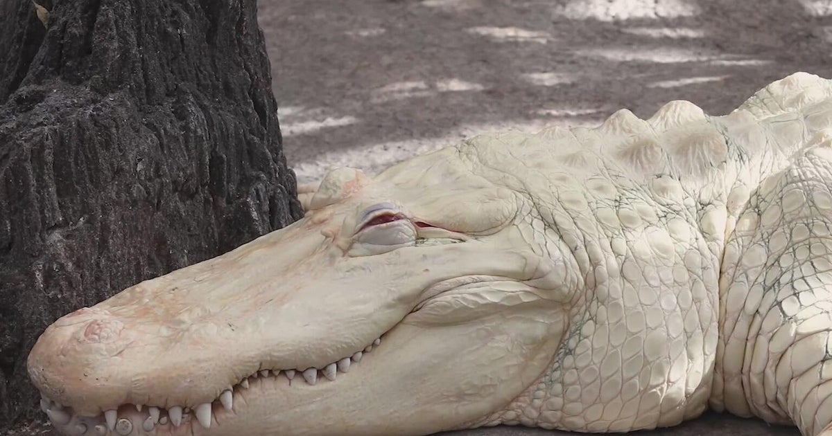 Meet Claude, the Bay Area's famous albino alligator who just turned 30 ...