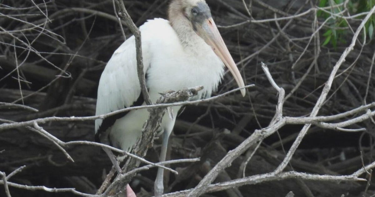 Wood stork spotted in Broomfield, Colorado - CBS Colorado