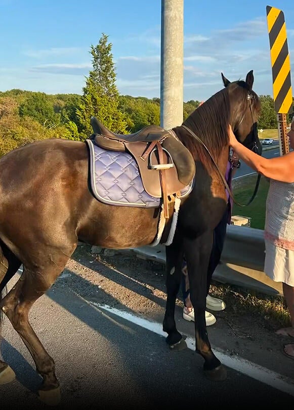 Horse rescued on Massachusetts highway after trotting away from rider ...