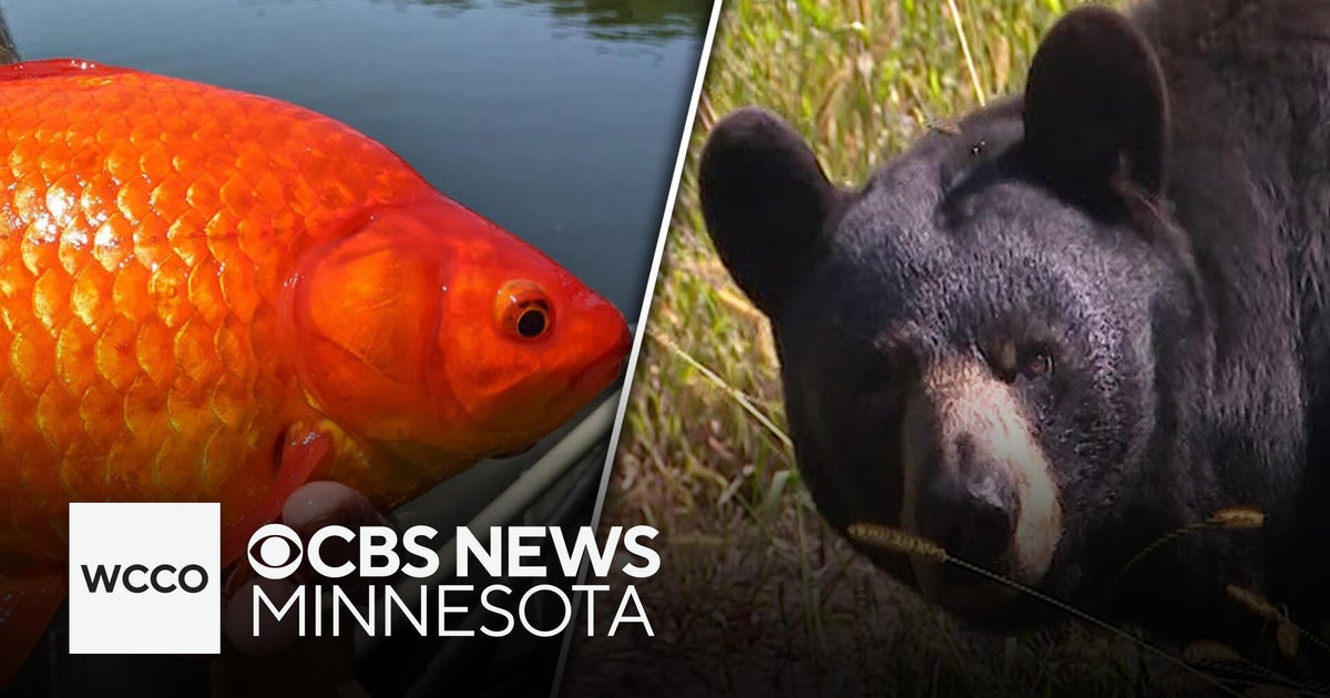 Goldfish overrunning Minnesota lakes to become snacks for zoo animals ...
