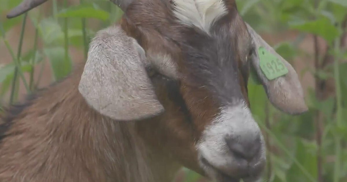 ComEd deploying goats to help protect Chicago-area power lines - CBS ...