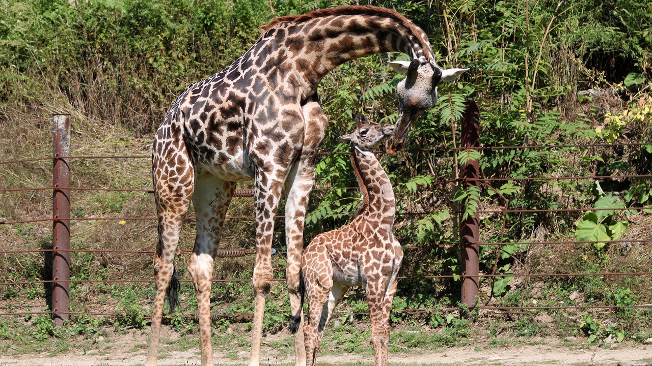 Giraffe news - Today’s latest updates - CBS Boston