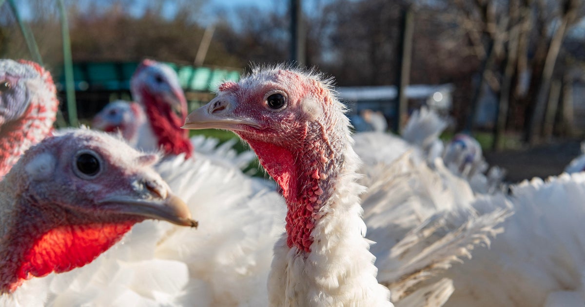 As bird flu makes its return in Minnesota, turkey farmers hinge hopes ...