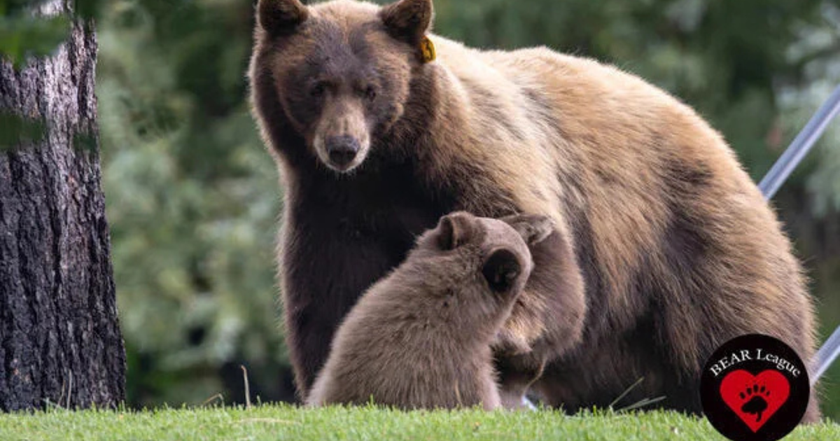 Lake Tahoe neighbors protest California plan to euthanize mother bear ...