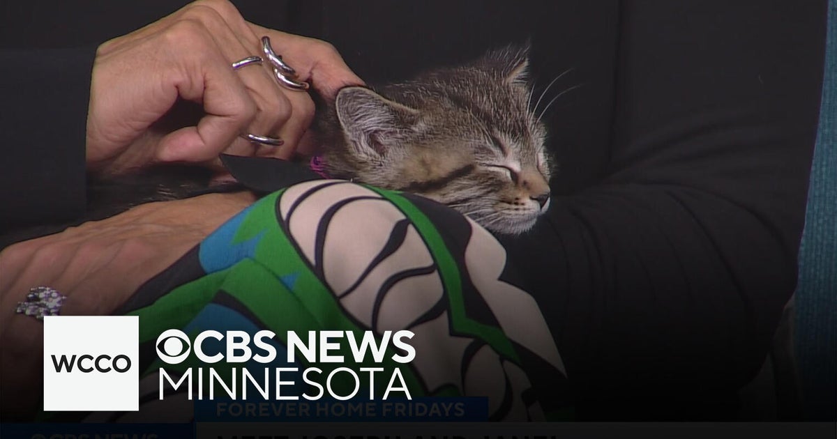 Looking for 2 of the cuddliest kittens ever? Here they are. - CBS Minnesota