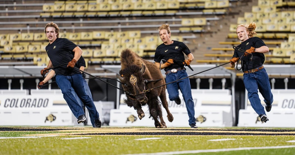Colorado Buffaloes new live mascot Ralphie VII to make her inaugural ...