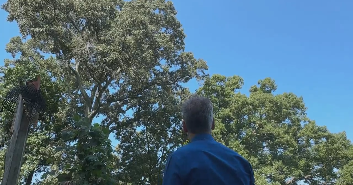 Edgewood neighbors hope to protect 200-year-old white oak tree from ...