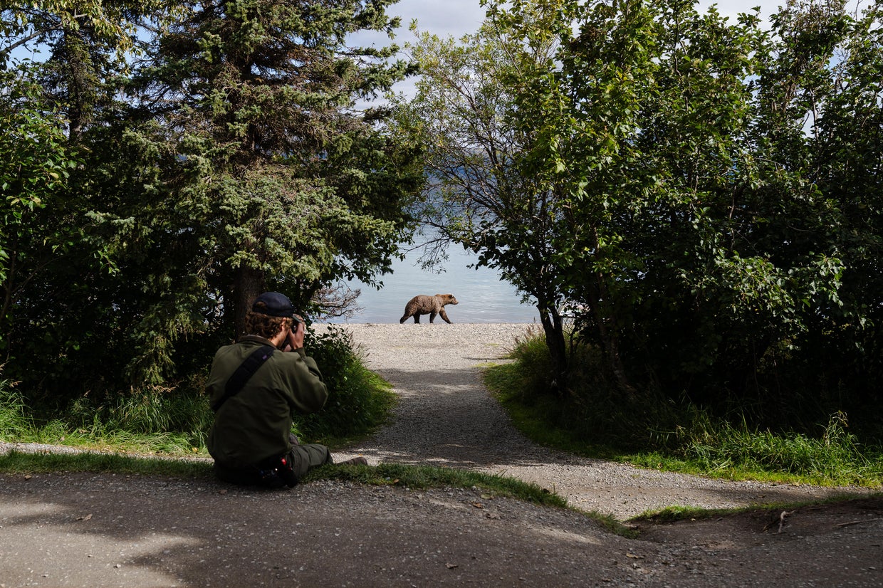 Meet the 2025 Fat Bear Week contenders as Alaska national park kicks ...