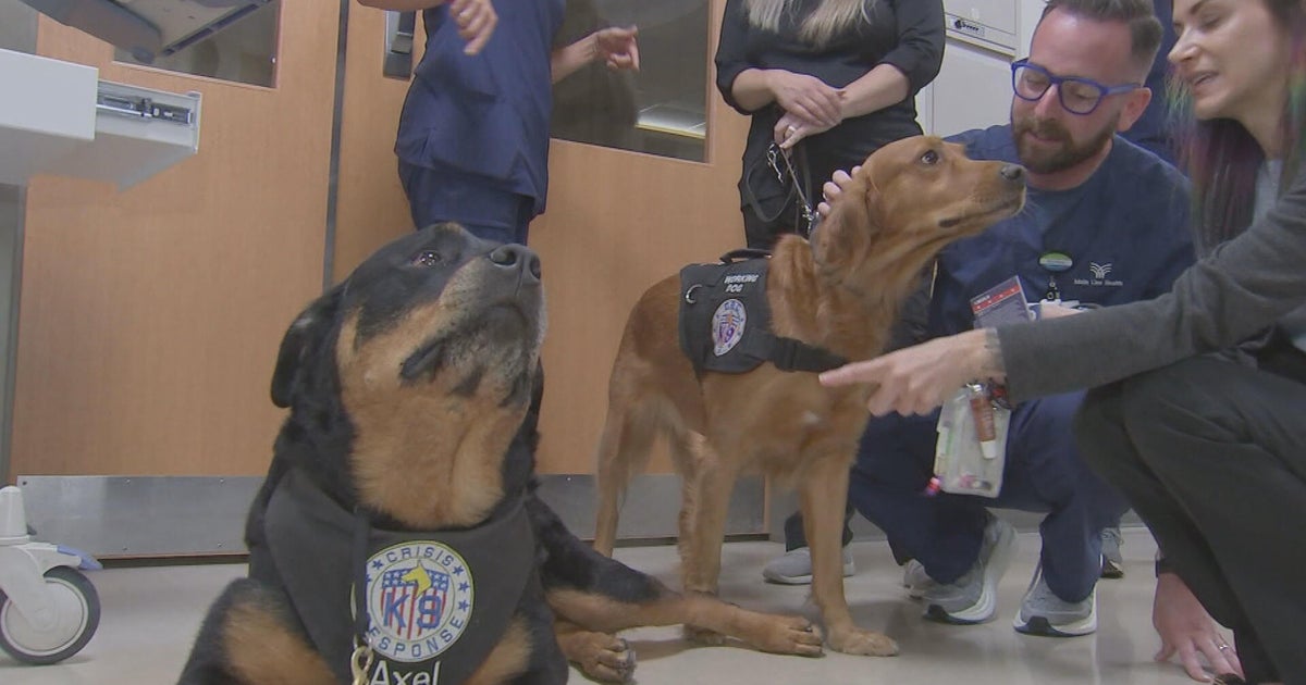 Crisis response dogs bring comfort and calm to Pennsylvania health care ...