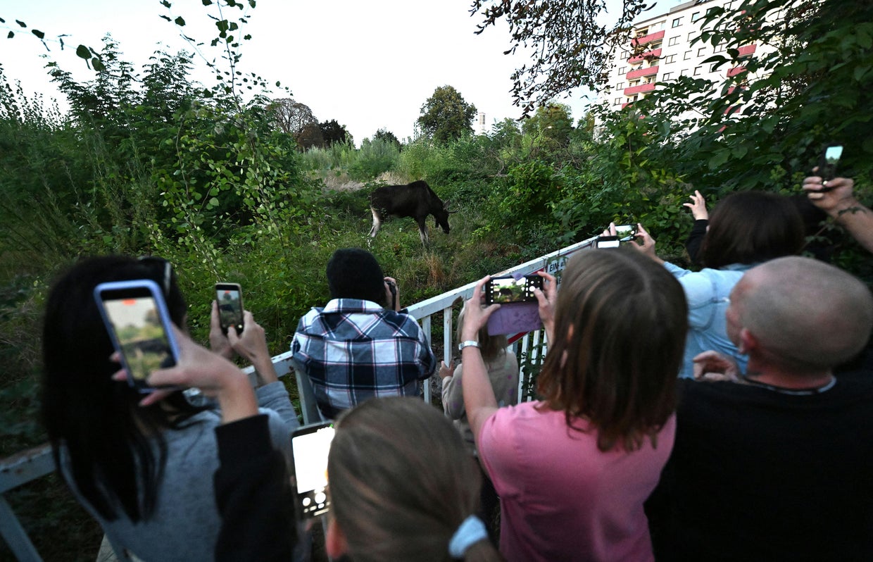 Wayward moose captured, tranquilized after roaming across central Europe, racking up thousands ...